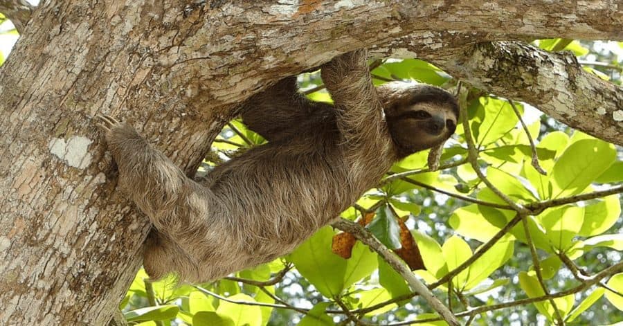 Sloths And Monkeys: The Best Mahogony Bay Excursion » Flannels Or Flip ...